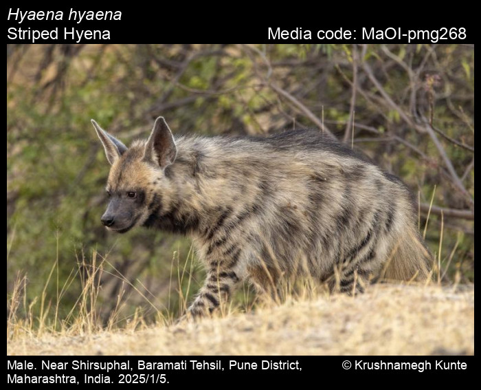Hyaena hyaena Linnaeus, 1758 - Striped Hyena | Mammals